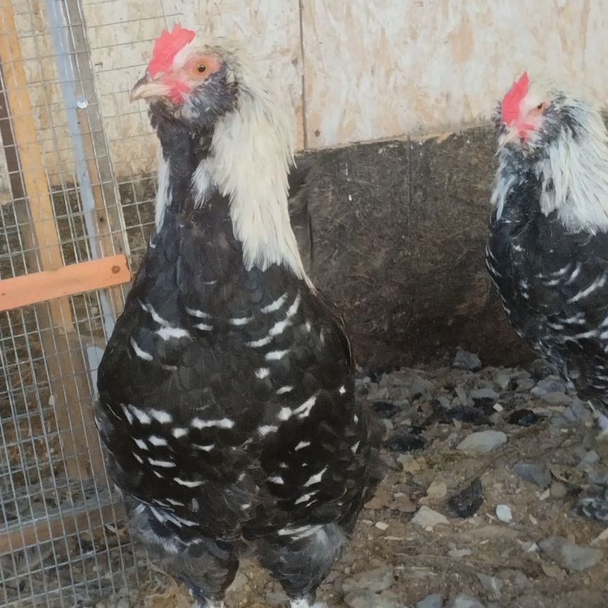 Петух фавероль