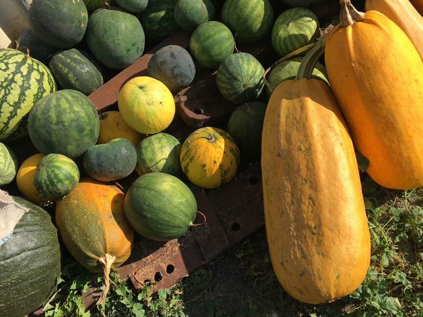 Тыква на корм