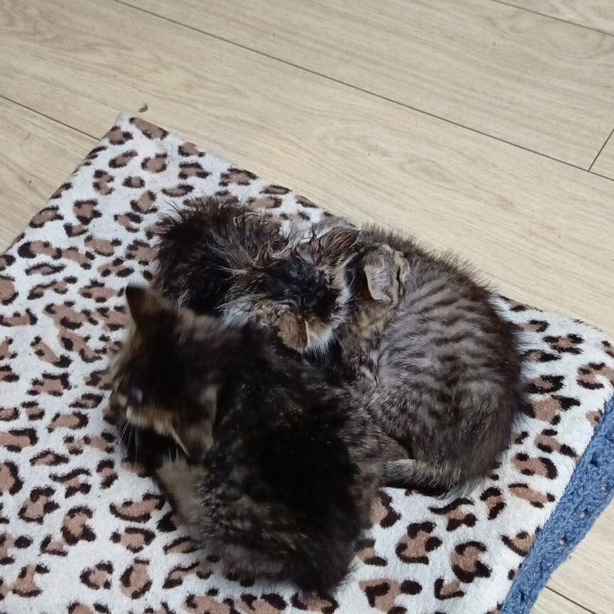 Котята в добрые руки 1 месяц