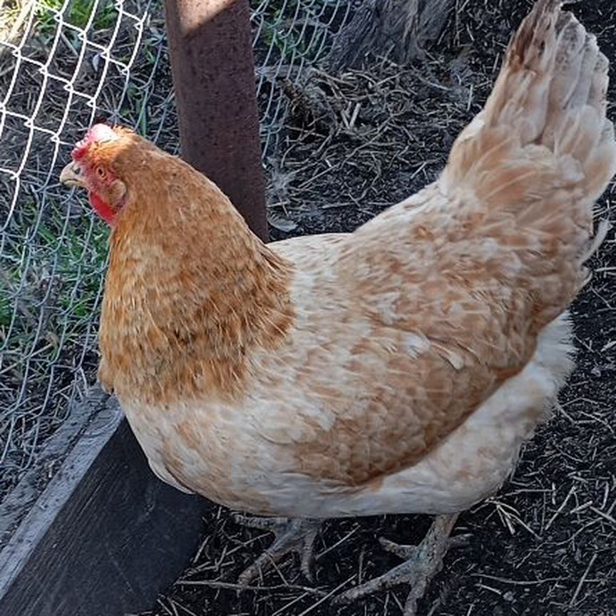 Царкосельская семья