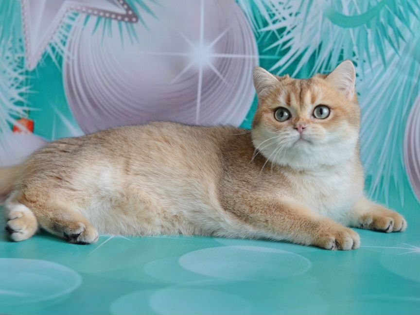 Шикарный парень