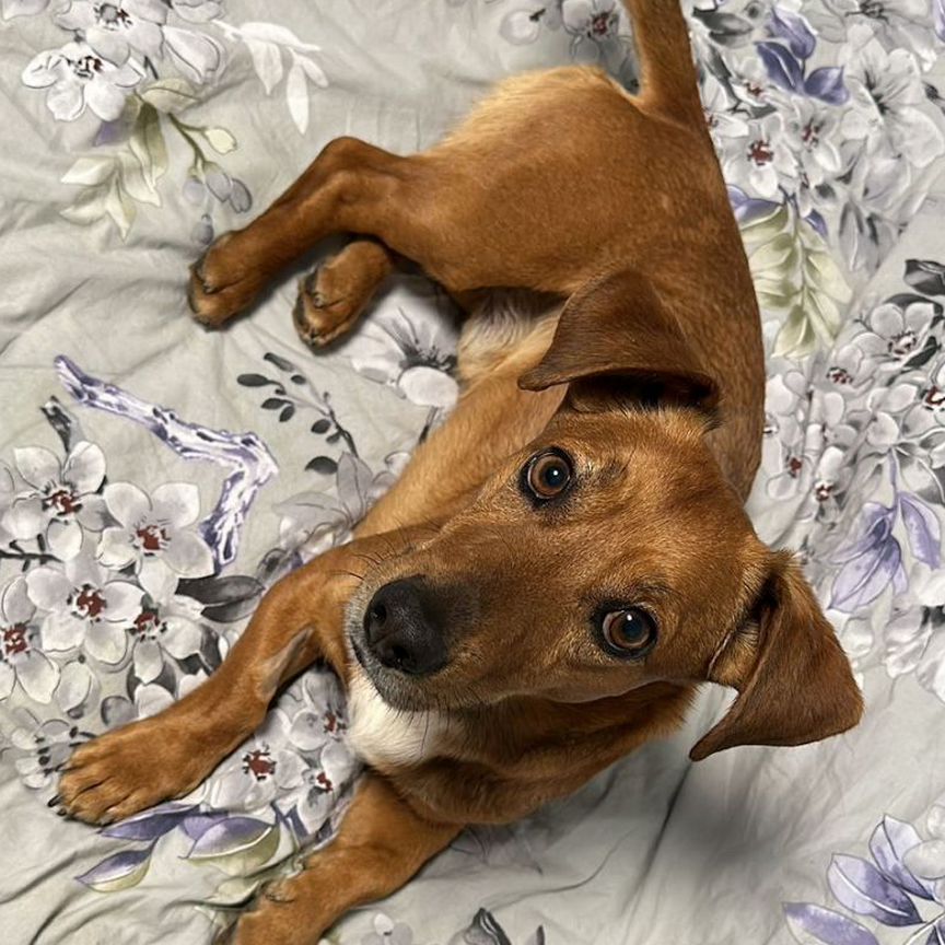 Взрослый пёс в добрые руки