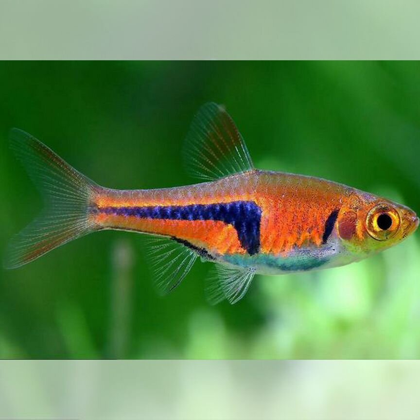 Рыбки Расбора Эспей (Trigonostigma espei) 3см