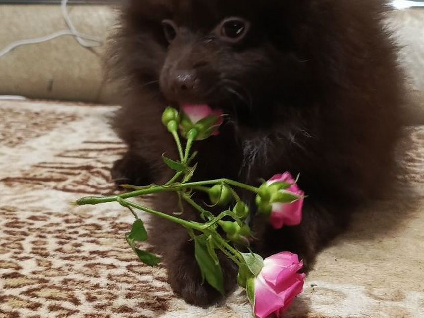 Щенок шпица мальчик