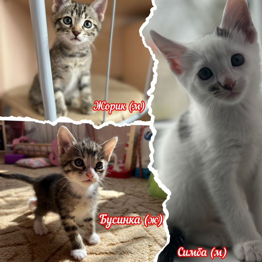 Котята в добрые руки