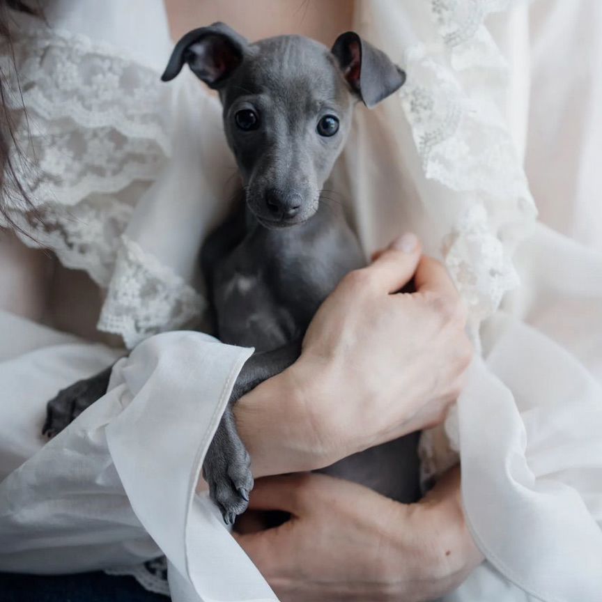 Левретка, щенок