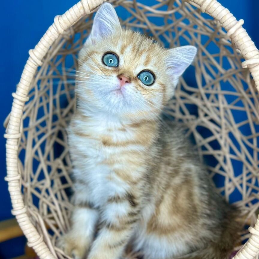 Золотые котики