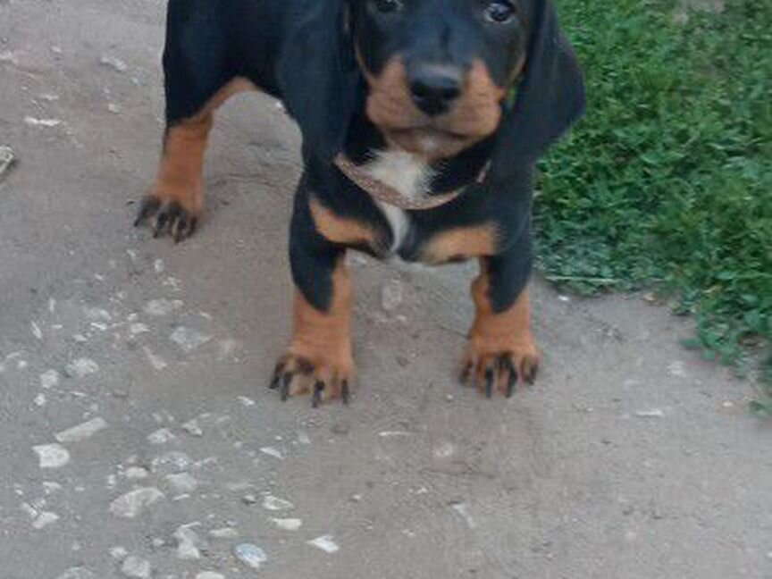 Такса гладкошерстная