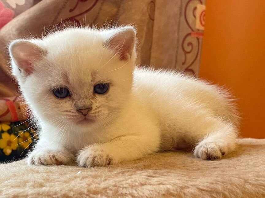 Британская серебристая шиншила котенок