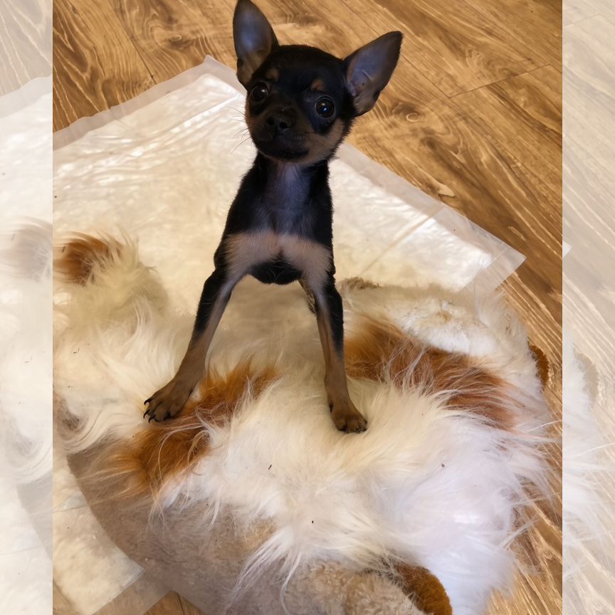 Русский той-терьер, щенок