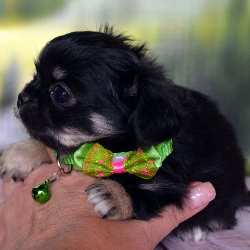 Чихомалышок)