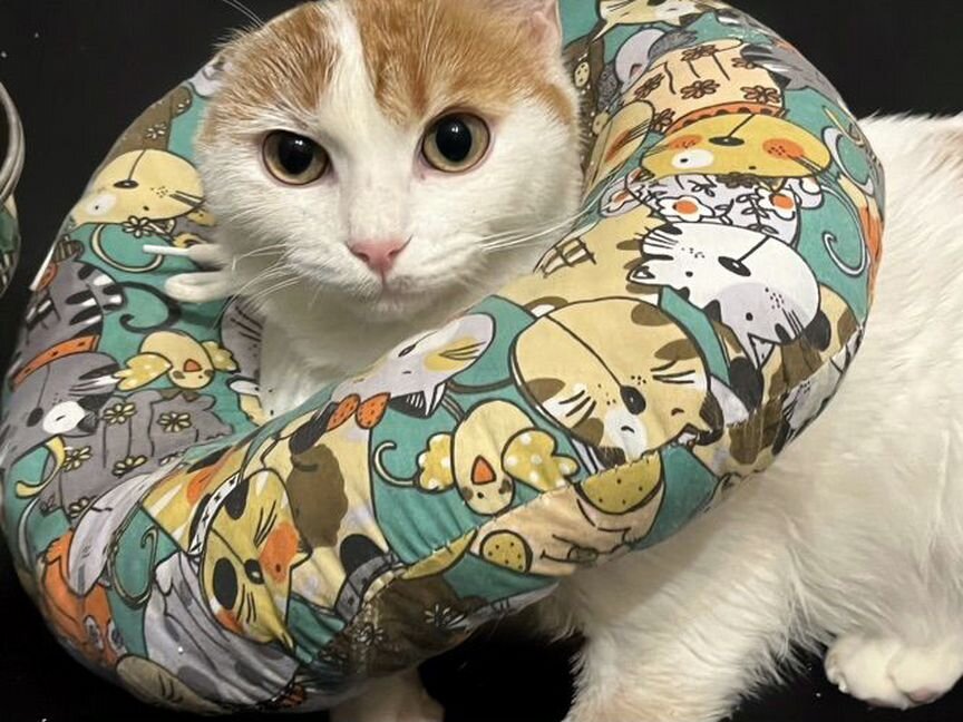 Котенок очень ждет любящих пап/мам