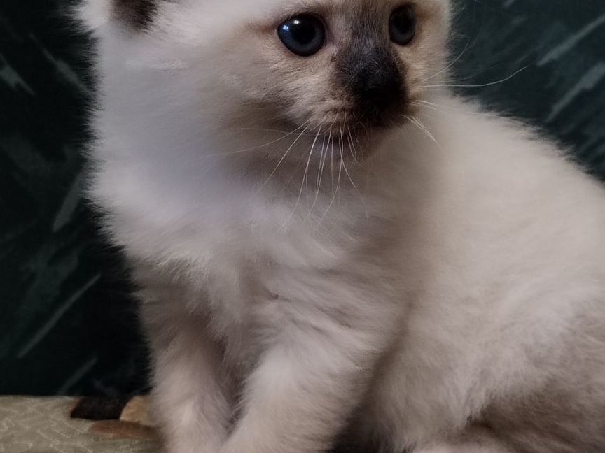 Котенок рекдол