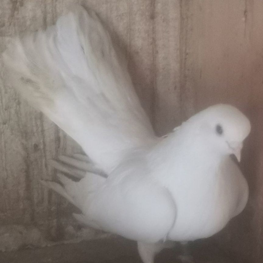 Крюковские (изюмовские) белые голуби