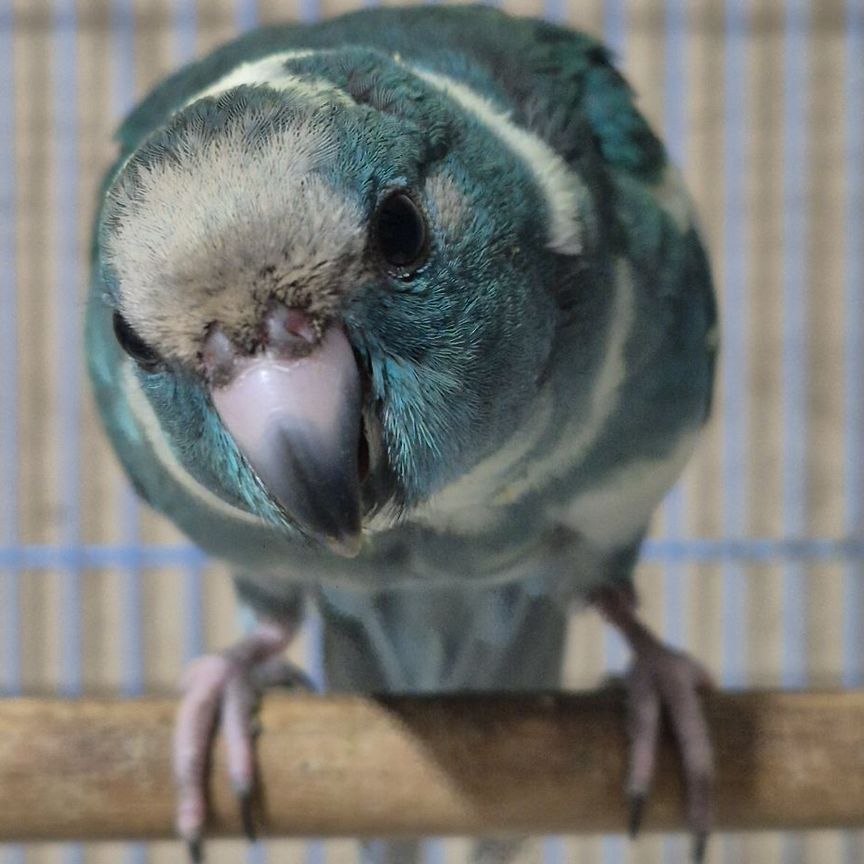 Попугай какарик ручной выкормыш