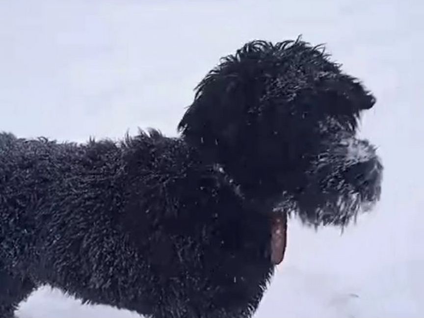 Ризеншнауцер вязка