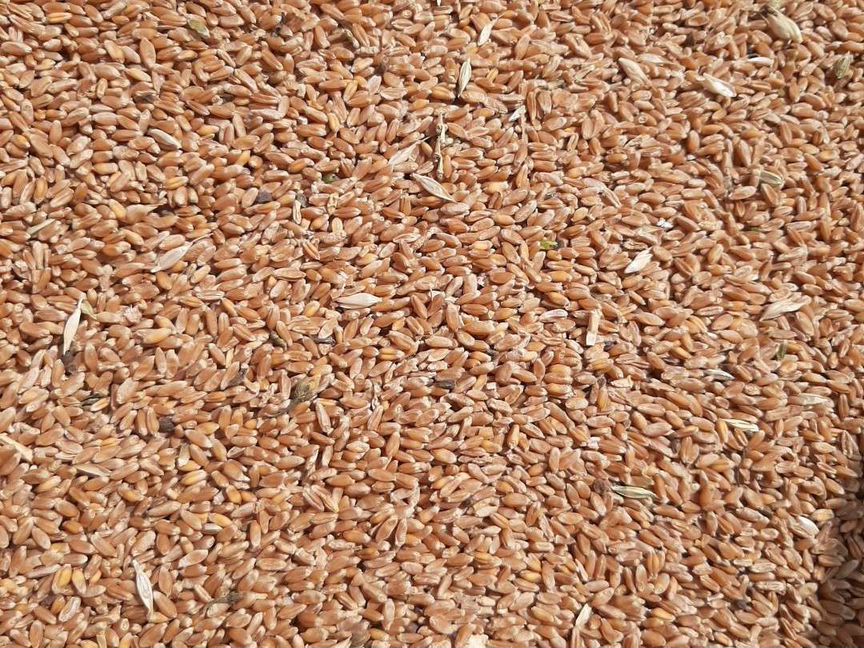 Продается пшеница 3 класса, 4 класса