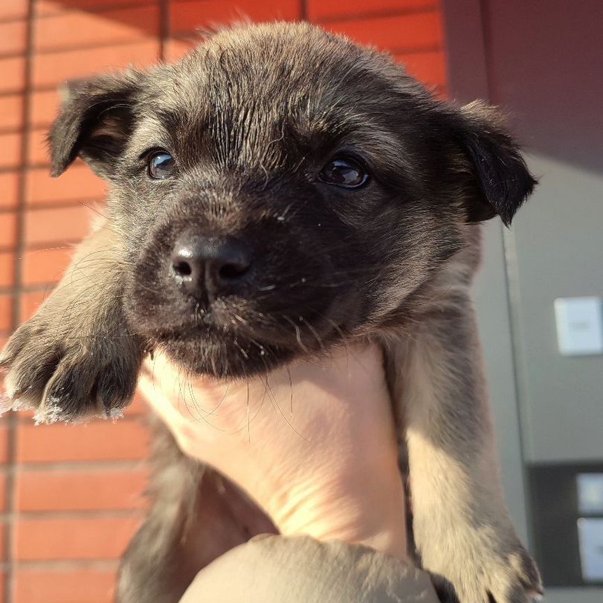 Кутята отдам