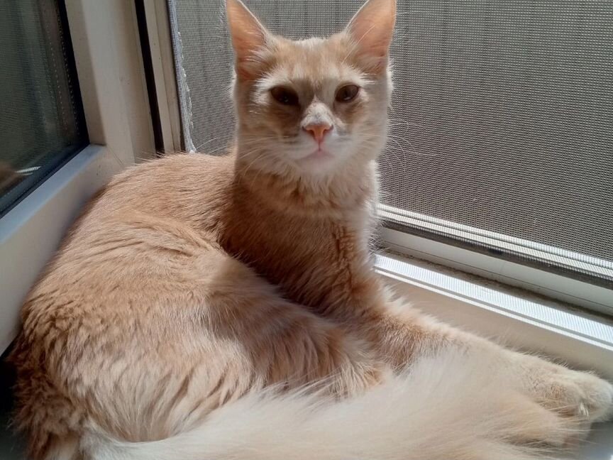 Рыжий котик Мирон ждет вас