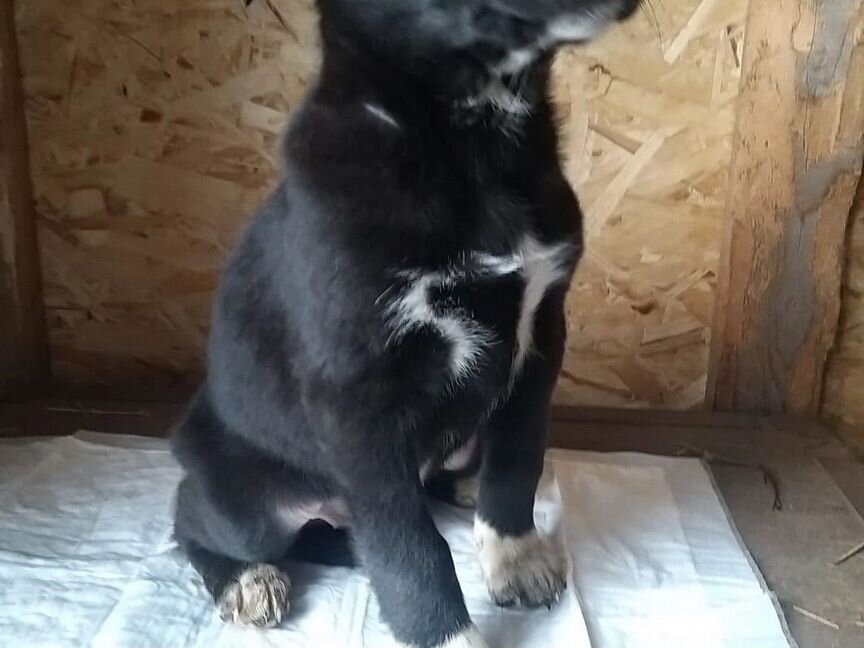 Щенки ищут хозяев. Отдадим в хорошие руки