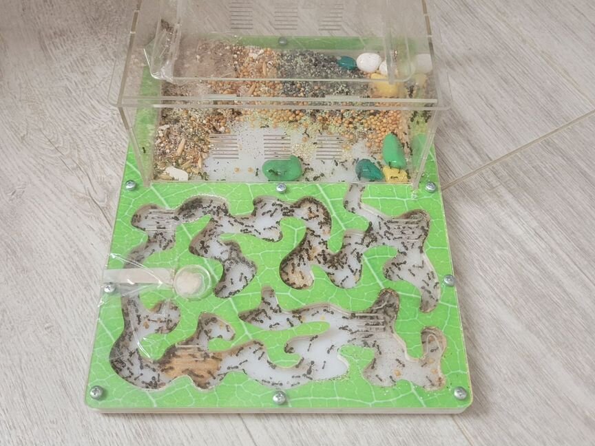 Муравьиная ферма с муравьями