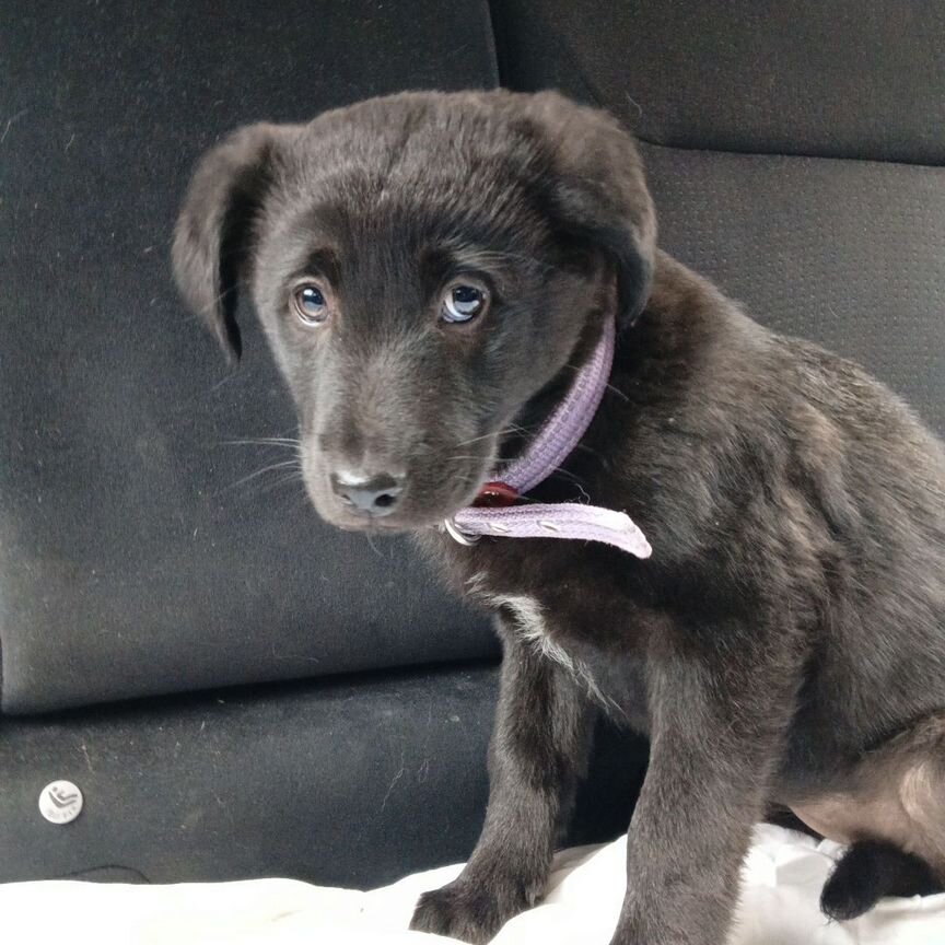 Милый щенок ищет дом