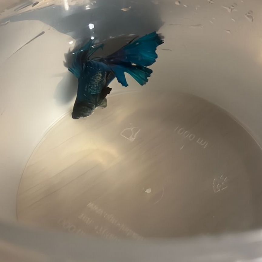 Рыбка петушок. Отдам в добрые ручки