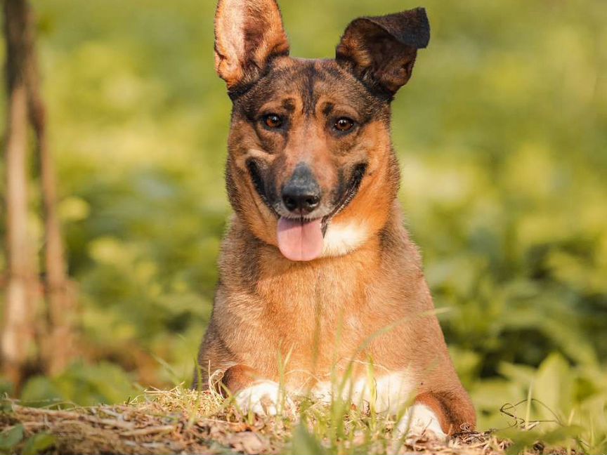 Задорная Лиса ищет своих