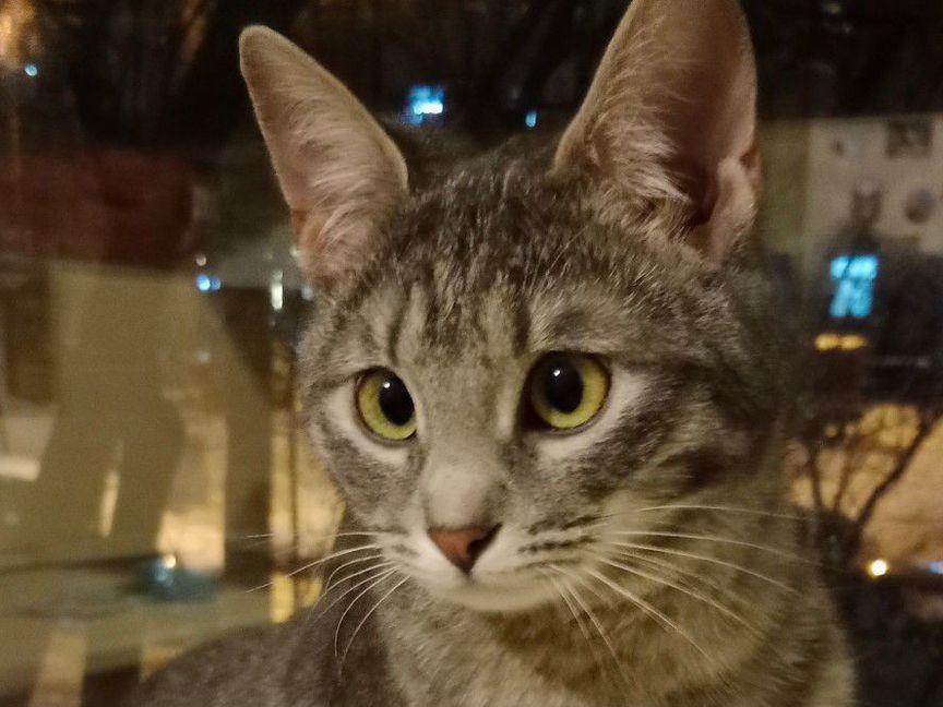 Кошка/котенок в добрые руки