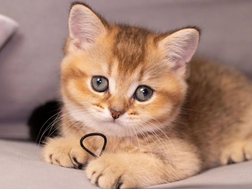 Котенок британский золотая шиншилла мальчик