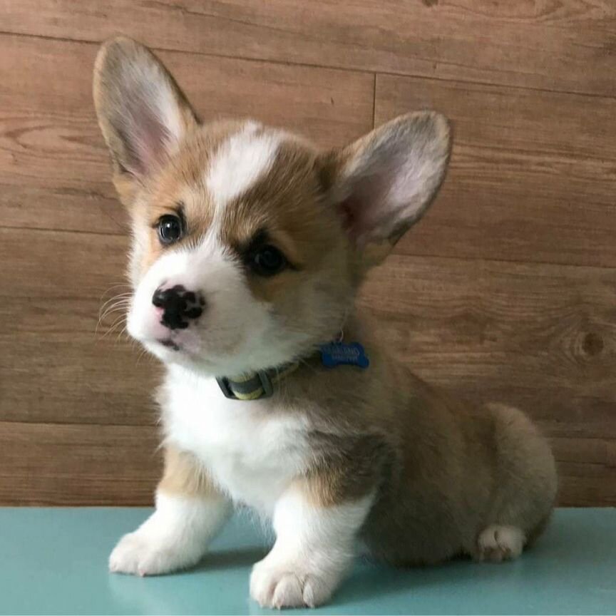 Умные Детки Вельш-корги