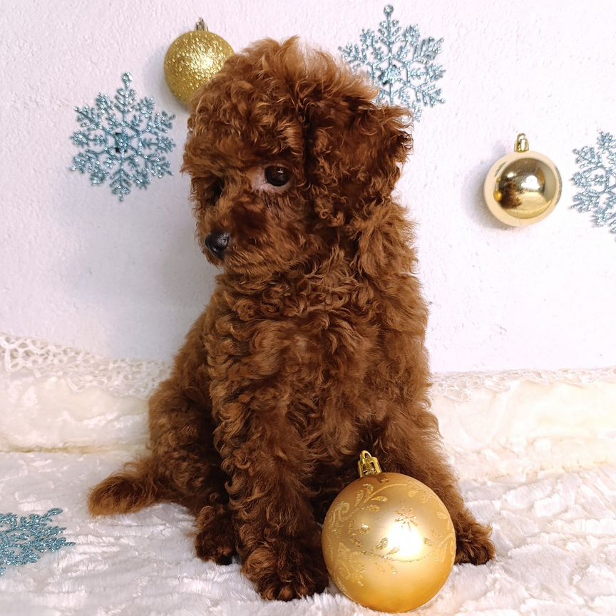 Той-пудель, щенок