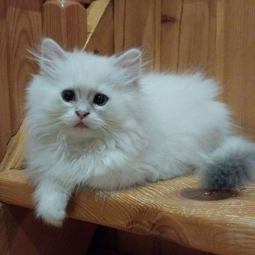 Шотландский голуюой золотой поинт
