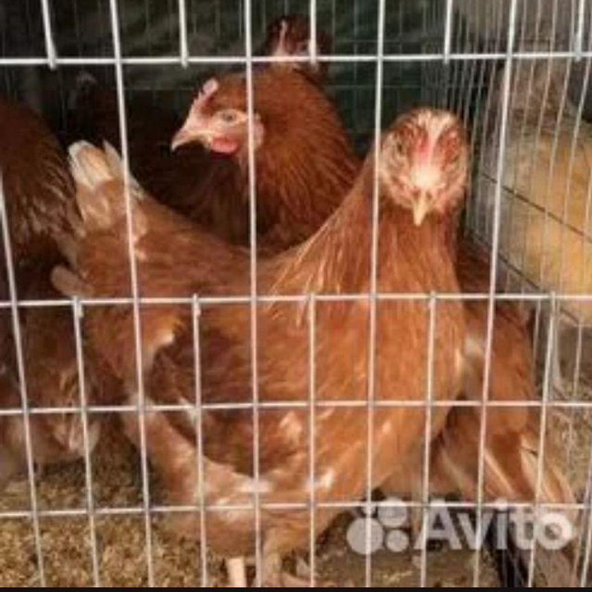 Куры несушки