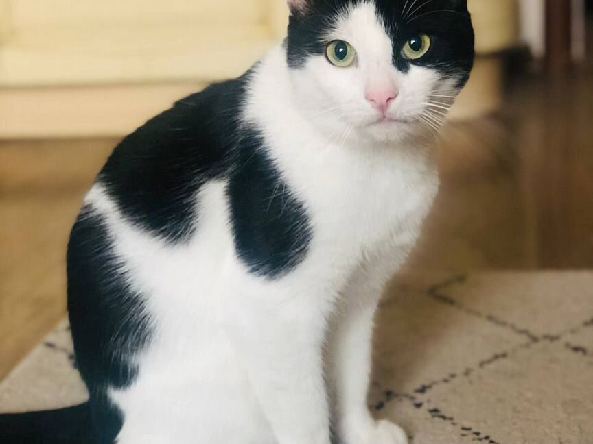Коты в добрые руки