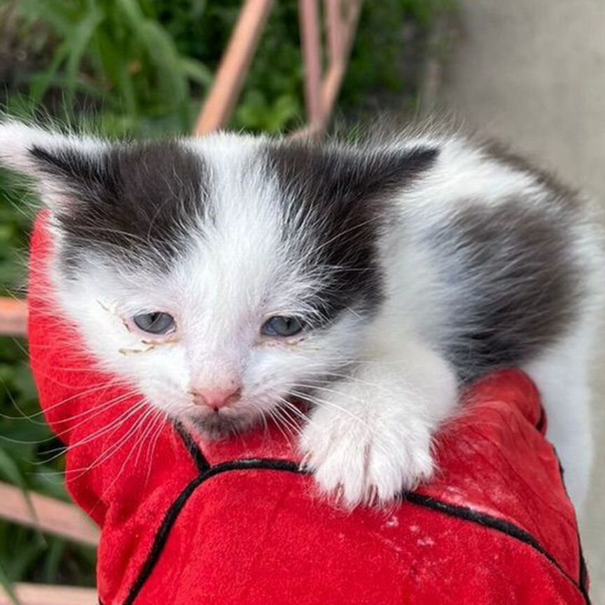 Ищем дом или передержку для маленьких котят