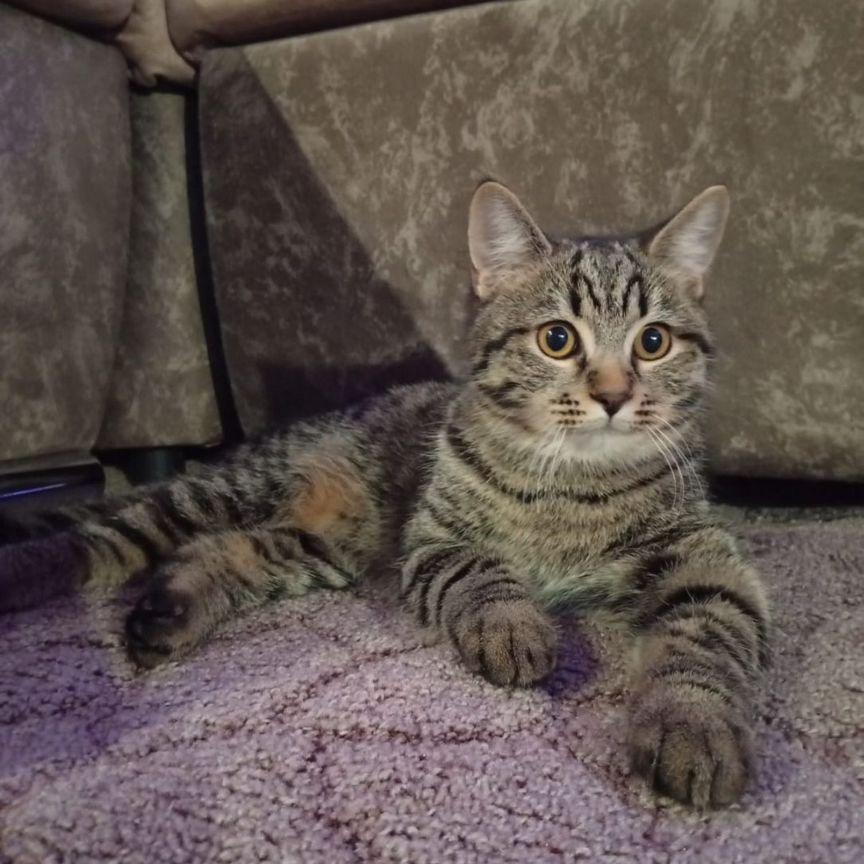 Шотландский котик вязка