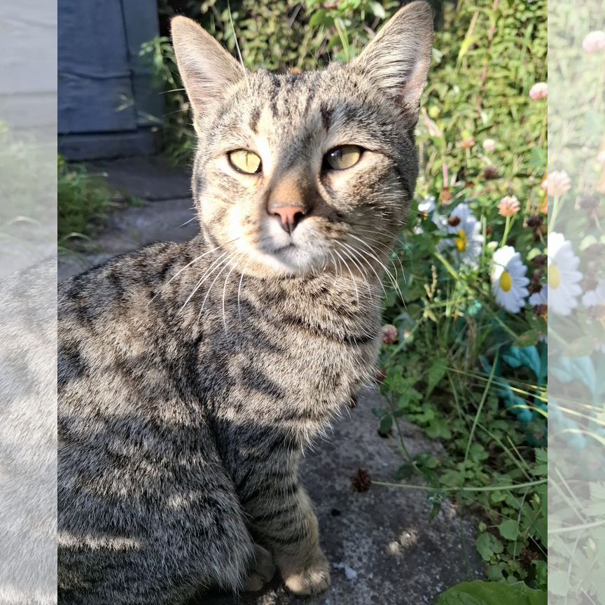 Котик в добрые руки