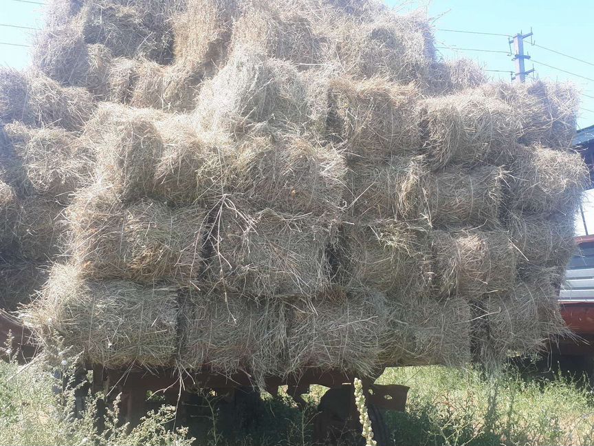 Сено люцерны в тюках