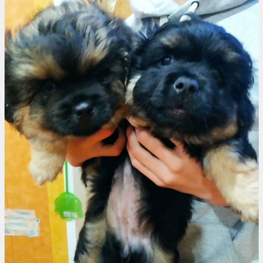 Щенки пекинеса