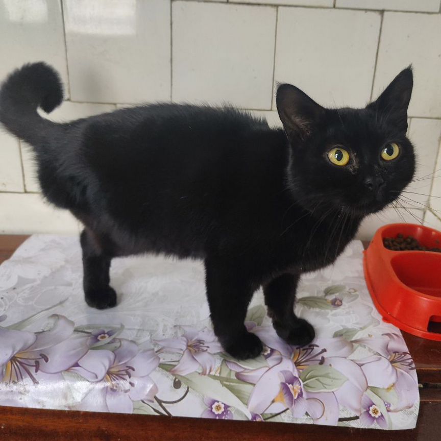 Взрослая, кошка в добрые руки