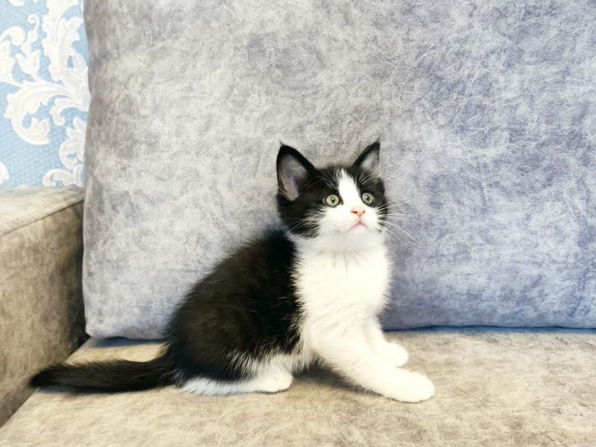 Котёнок девочка Буся