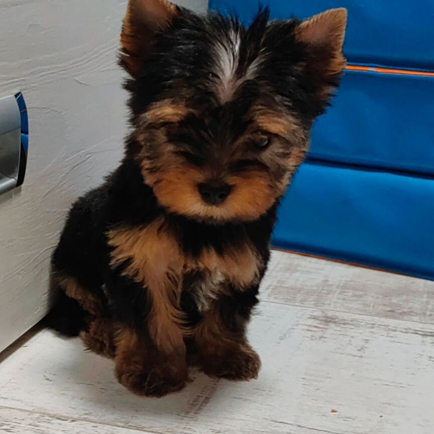 Девочки йоркширского терьера