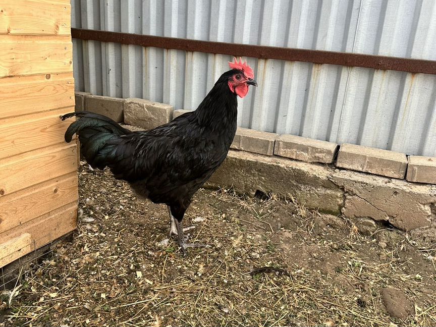 Петух австралорп