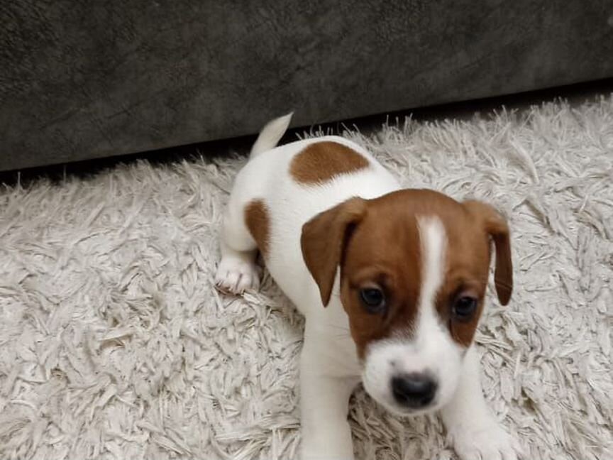 Щенки джек Рассел терьер