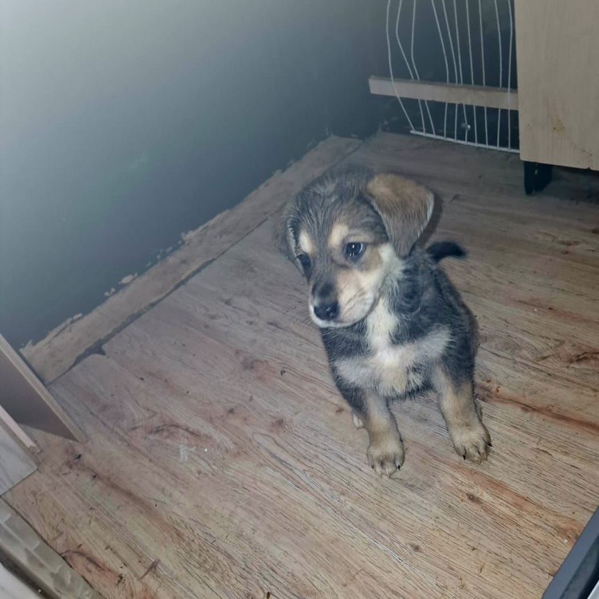 Щенки девочки 1 месяц