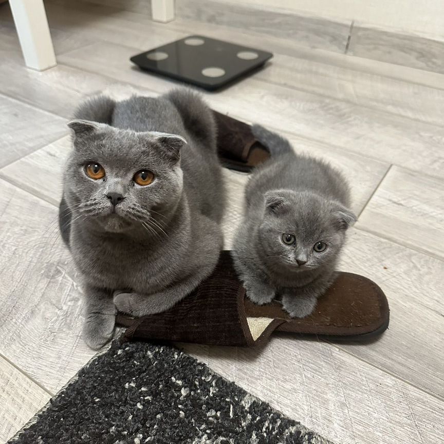 Шотландская вислоухая котенок