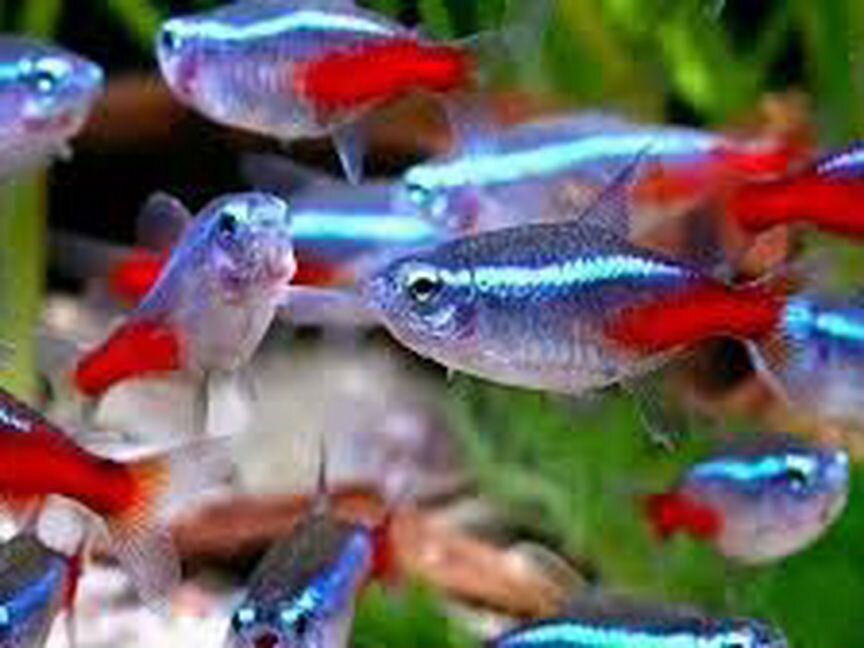 Неон голубой