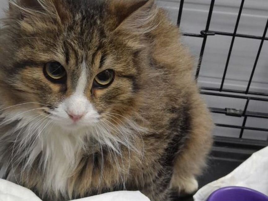 Кошка