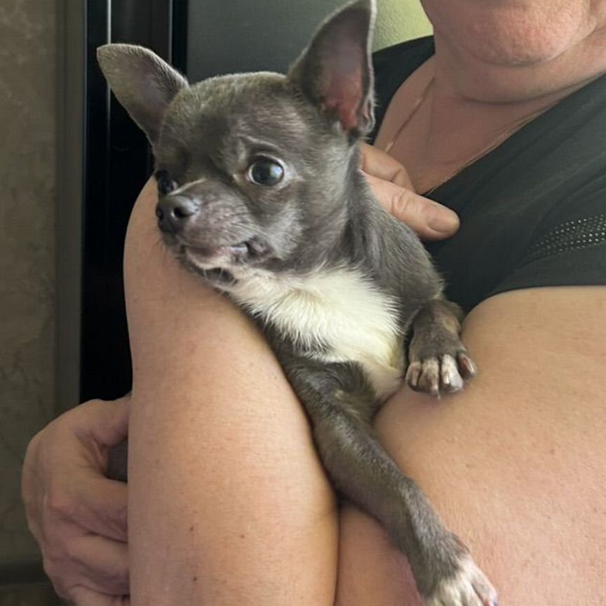 Чихуахуа, взрослая собака